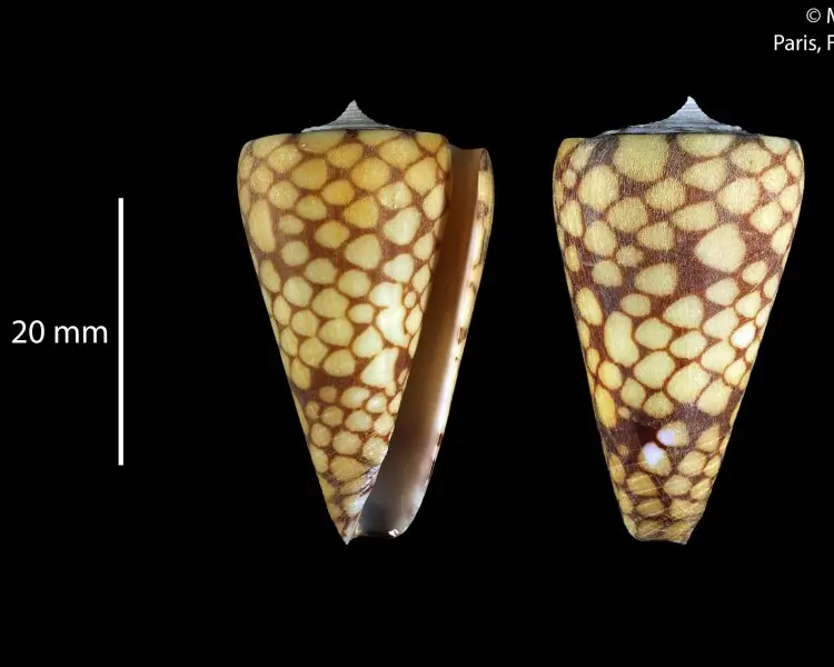 Conus marchionatus - Facts, Diet, Habitat & Pictures on Animalia.bio