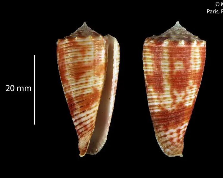 Conus marielae - факти, дієта, ареал і фотографії на Animalia.bio
