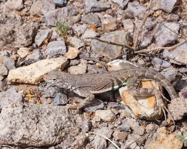 Greater earless lizard - Facts, Diet, Habitat & Pictures on Animalia.bio