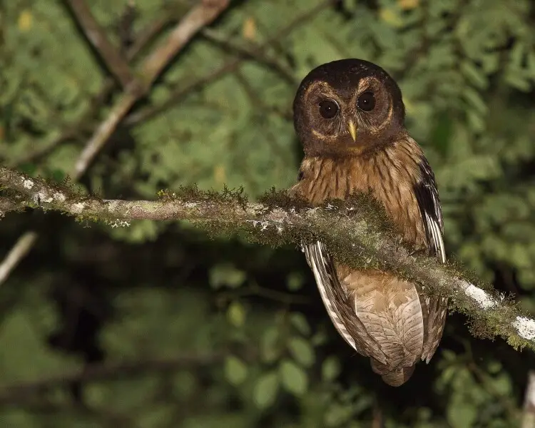 Strix virgata - факти, дієта, ареал і фотографії на Animalia.bio