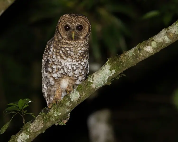 Rusty-barred owl - Facts, Diet, Habitat & Pictures on Animalia.bio