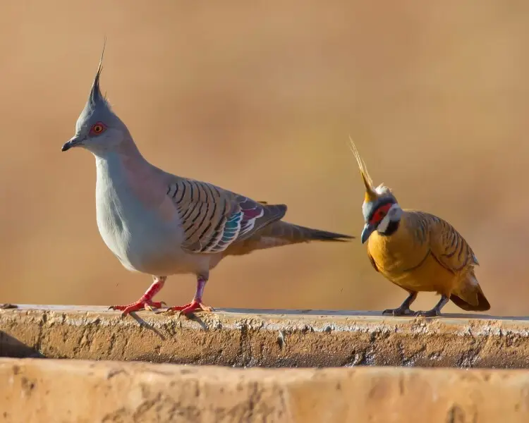 Crested pigeon - Facts, Diet, Habitat & Pictures on Animalia.bio
