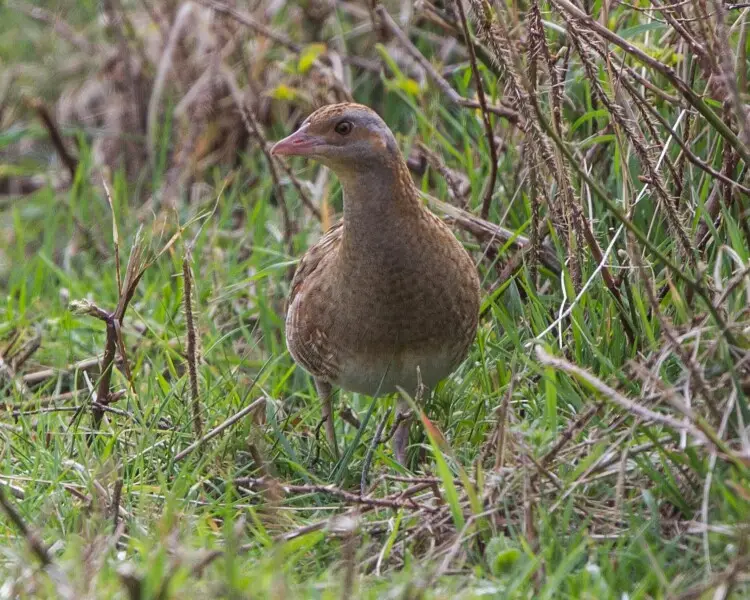 Corn crake - Facts, Diet, Habitat & Pictures on Animalia.bio