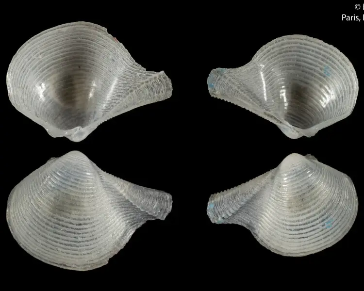 Cuspidaria tomricei - Fatti, dieta, habitat e immagini su Animalia.bio