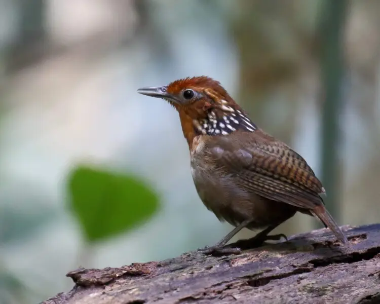 Musician wren - Facts, Diet, Habitat & Pictures on Animalia.bio