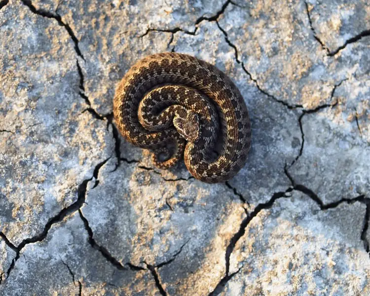 Vipera renardi - Facts, Diet, Habitat & Pictures on Animalia.bio