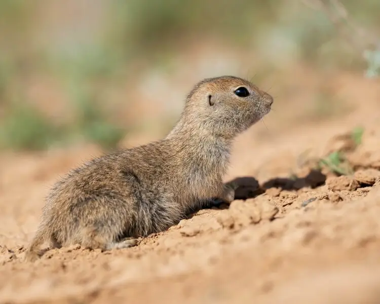 Little ground squirrel - Facts, Diet, Habitat & Pictures on Animalia.bio