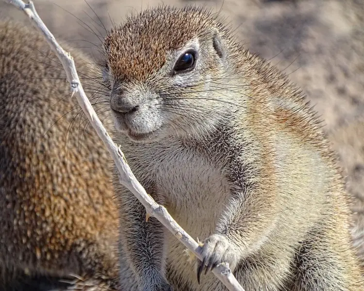 Xerus princeps - факти, дієта, ареал і фотографії на Animalia.bio