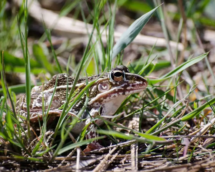 Pelophylax nigromaculatus - Facts, Diet, Habitat & Pictures on Animalia.bio