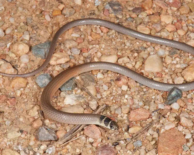 Delma tincta - Facts, Diet, Habitat & Pictures on Animalia.bio