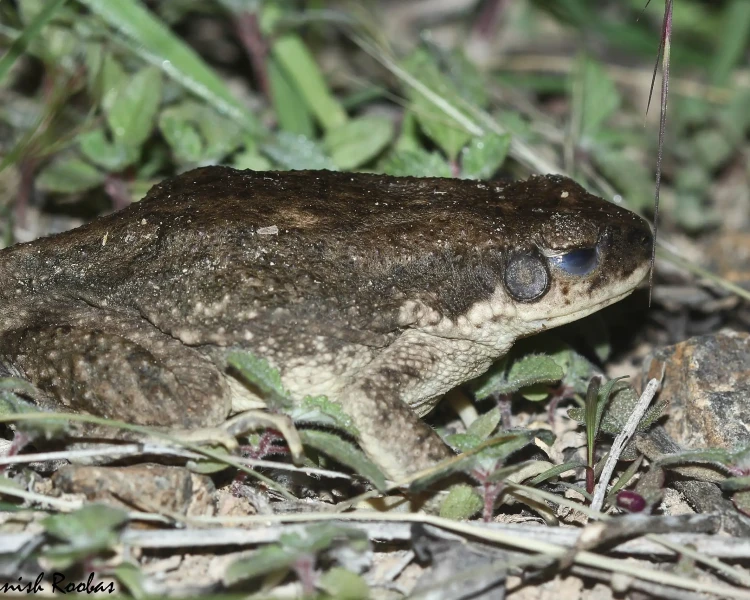 Duttaphrynus dhufarensis - факти, дієта, ареал і фотографії на Animalia.bio