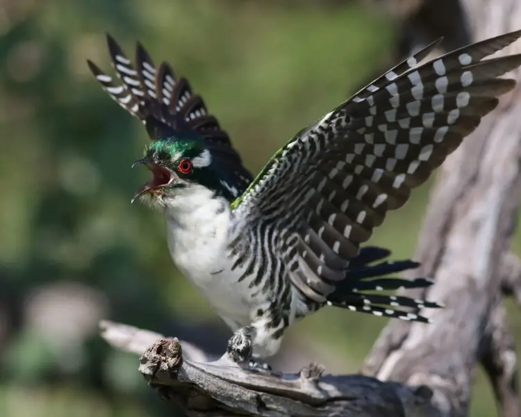 Chrysococcyx caprius - факти, дієта, ареал і фотографії на Animalia.bio