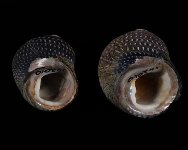 Diloma aethiops - Facts, Diet, Habitat & Pictures on Animalia.bio