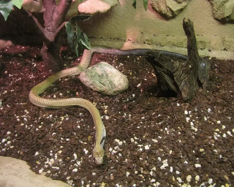 Drymarchon melanurus - Facts, Diet, Habitat & Pictures on Animalia.bio