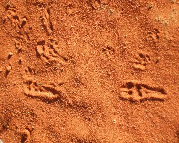 Dusky hopping mouse - Facts, Diet, Habitat & Pictures on Animalia.bio