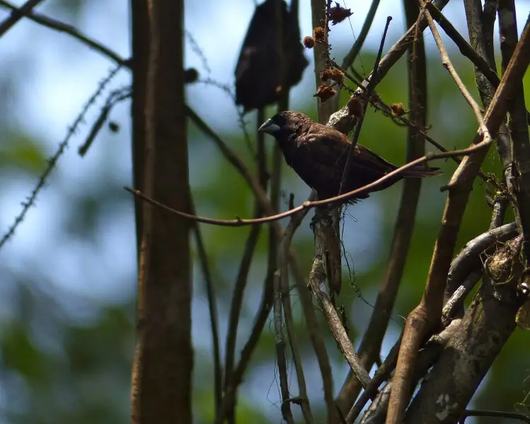 Dusky munia - Facts, Diet, Habitat & Pictures on Animalia.bio