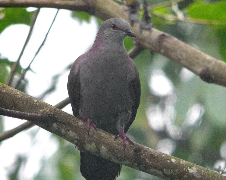Dusky pigeon - Facts, Diet, Habitat & Pictures on Animalia.bio