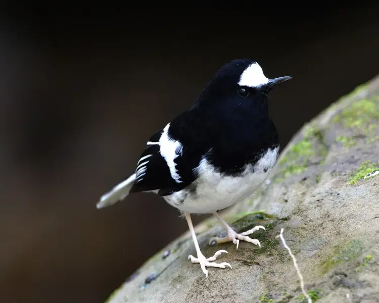 Little forktail - Facts, Diet, Habitat & Pictures on Animalia.bio