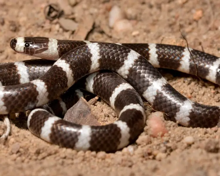 Bandy-bandy - Facts, Diet, Habitat & Pictures on Animalia.bio