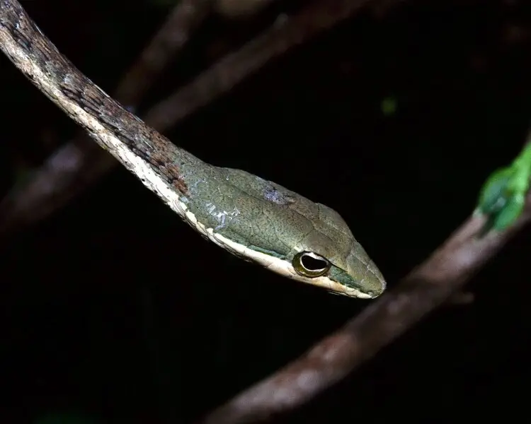 Eastern vine snake - Facts, Diet, Habitat & Pictures on Animalia.bio