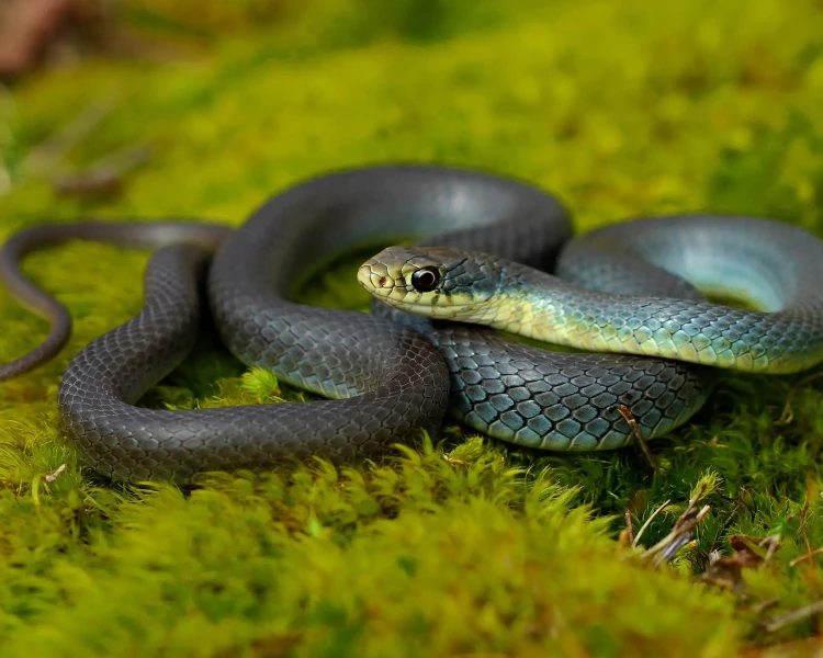 Coluber constrictor flaviventris - факти, дієта, ареал і фотографії на ...