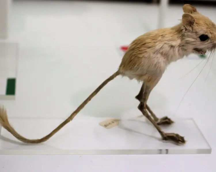 Mongolian five-toed jerboa - Facts, Diet, Habitat & Pictures on ...
