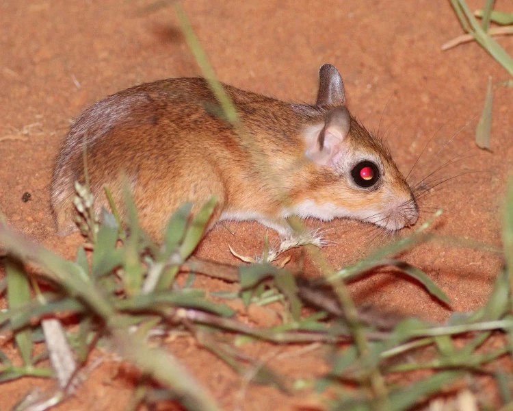 Taterillus emini - факти, дієта, ареал і фотографії на Animalia.bio