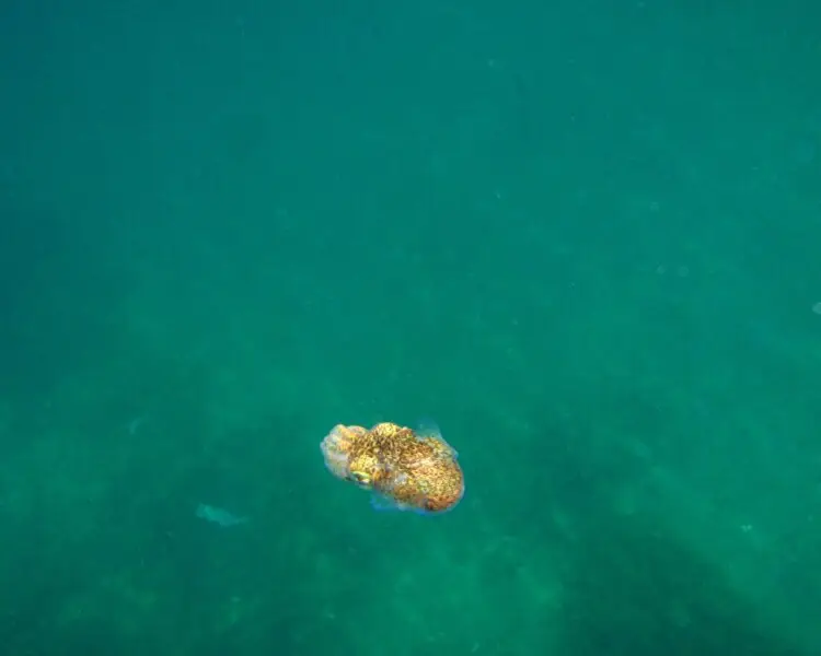 Euprymna tasmanica - Facts, Diet, Habitat & Pictures on Animalia.bio