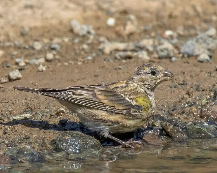 European serin - Facts, Diet, Habitat & Pictures on Animalia.bio