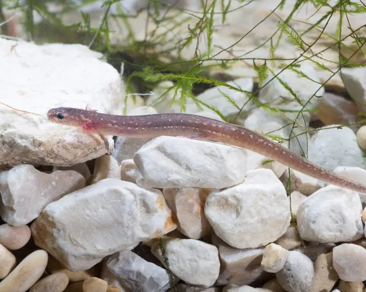 Eurycea nana - факти, дієта, ареал і фотографії на Animalia.bio