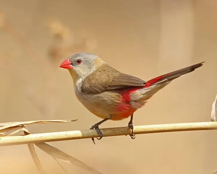Estrilda paludicola - факти, дієта, ареал і фотографії на Animalia.bio