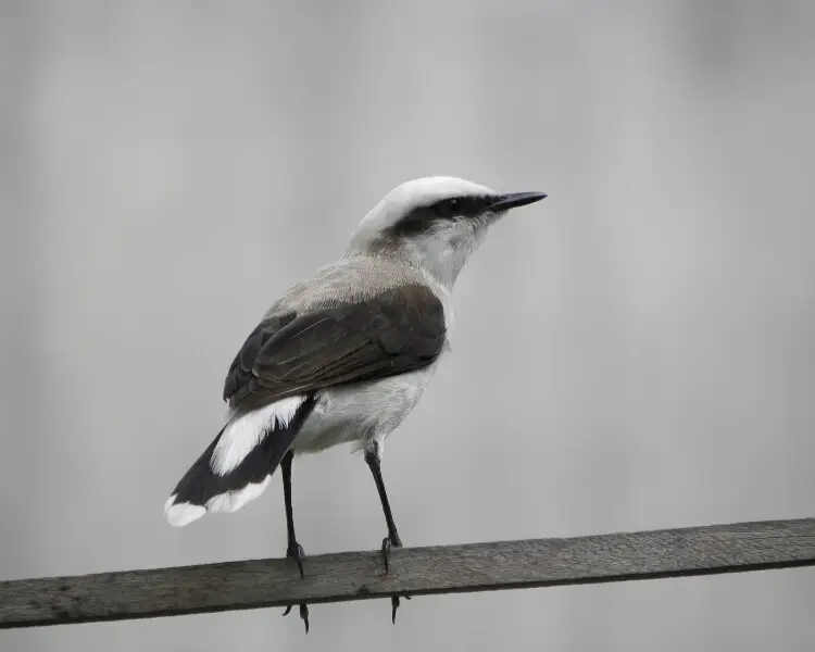 Masked water tyrant - Facts, Diet, Habitat & Pictures on Animalia.bio