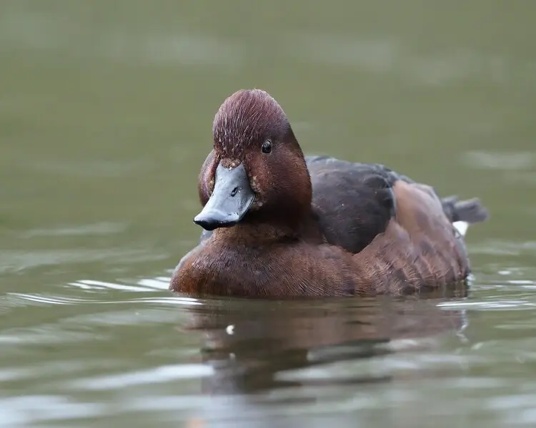 Ferruginous duck - Facts, Diet, Habitat & Pictures on Animalia.bio