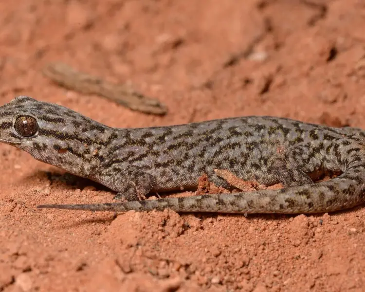 Gehyra variegata - Facts, Diet, Habitat & Pictures on Animalia.bio