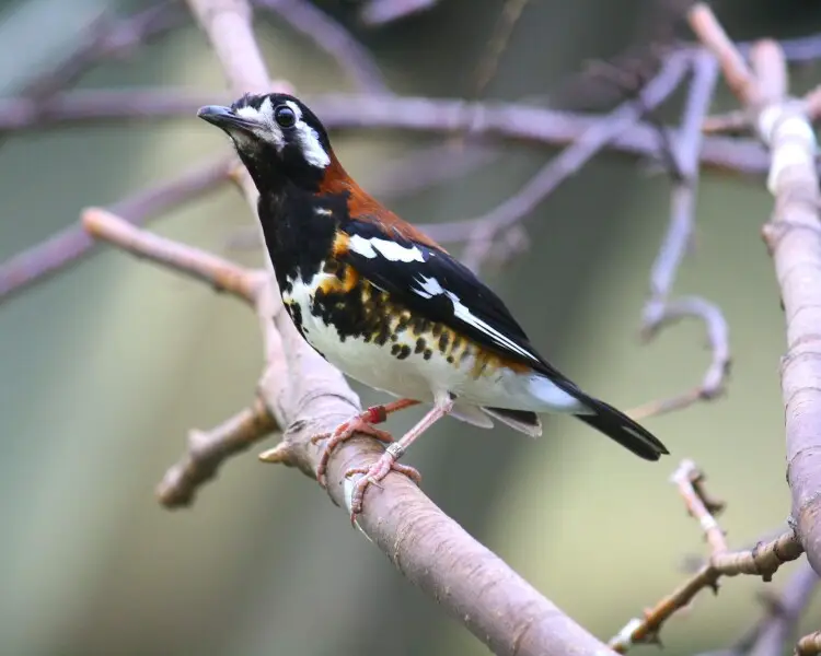 Chestnut-backed thrush - Facts, Diet, Habitat & Pictures on Animalia.bio