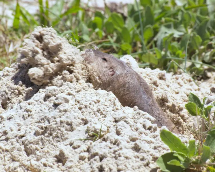 Geomys personatus - факти, дієта, ареал і фотографії на Animalia.bio