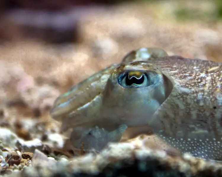 Common cuttlefish - Facts, Diet, Habitat & Pictures on Animalia.bio