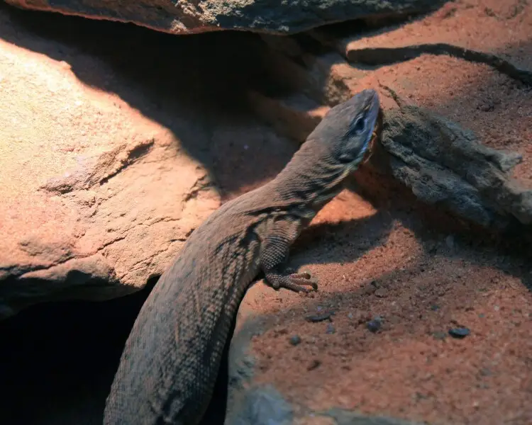 Storr's monitor - Facts, Diet, Habitat & Pictures on Animalia.bio