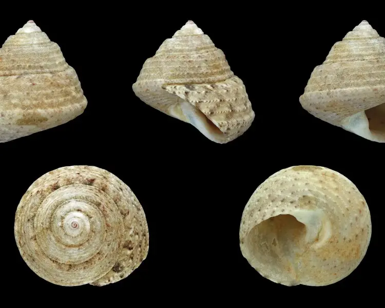 Gibbula albida - Facts, Diet, Habitat & Pictures on Animalia.bio