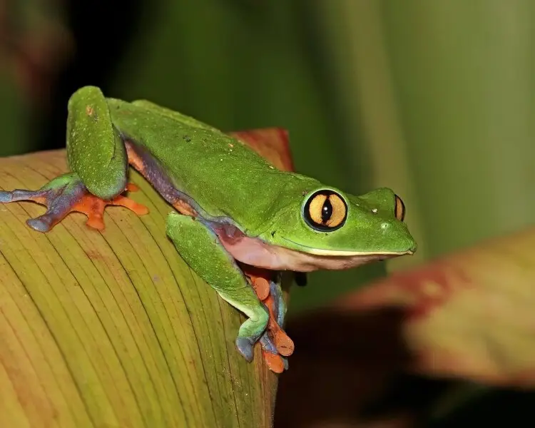 Agalychnis annae - Fatti, dieta, habitat e immagini su Animalia.bio