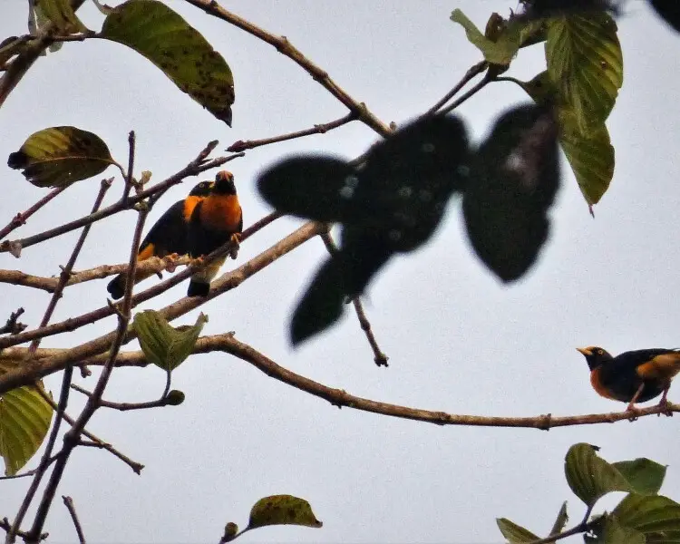 Golden myna - Facts, Diet, Habitat & Pictures on Animalia.bio