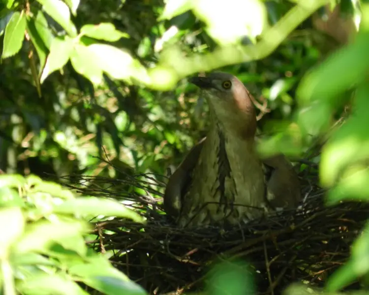 Japanese night heron - Facts, Diet, Habitat & Pictures on Animalia.bio