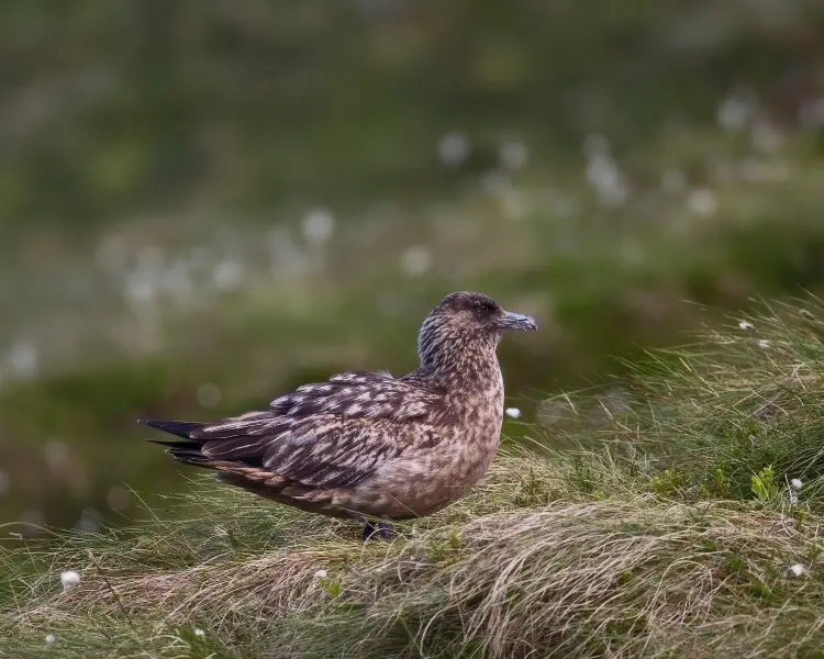 Great skua - Facts, Diet, Habitat & Pictures on Animalia.bio