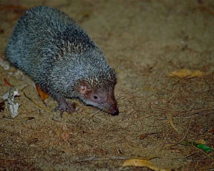 Setifer setosus - факти, дієта, ареал і фотографії на Animalia.bio