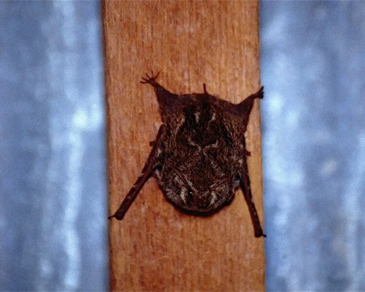 Greater sac-winged bat - Facts, Diet, Habitat & Pictures on Animalia.bio