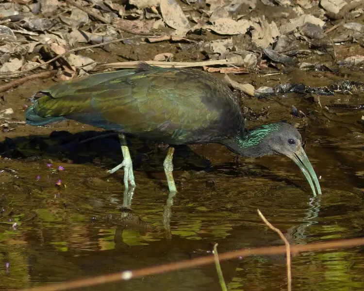 Green ibis - Facts, Diet, Habitat & Pictures on Animalia.bio