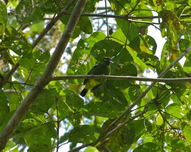 Green iora - Facts, Diet, Habitat & Pictures on Animalia.bio