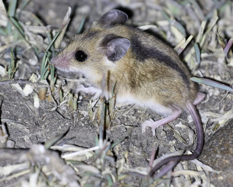 Dendromus melanotis - факти, дієта, ареал і фотографії на Animalia.bio