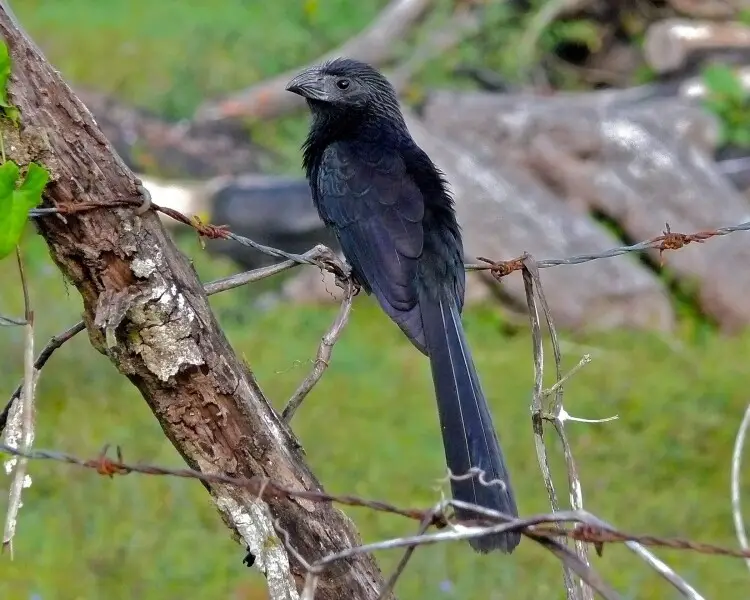 Groove-billed ani - Facts, Diet, Habitat & Pictures on Animalia.bio