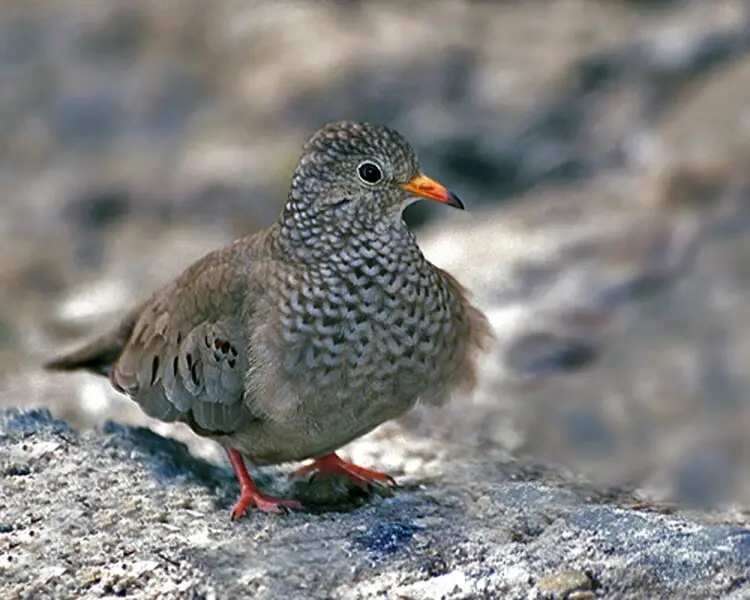 Common ground dove - Facts, Diet, Habitat & Pictures on Animalia.bio